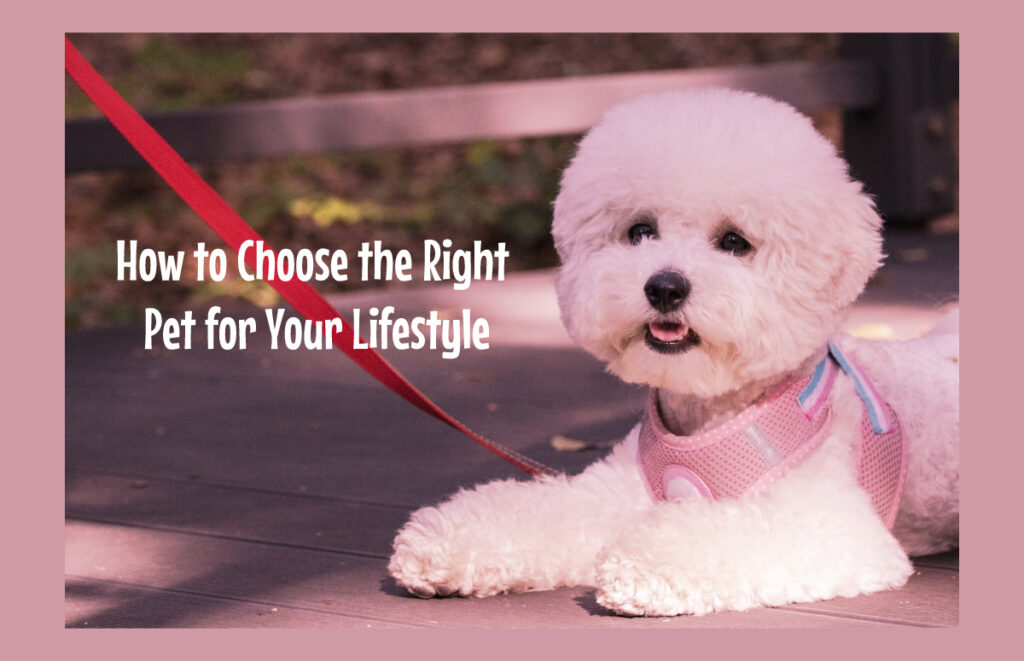 How to Choose the Right Pet for Your Lifestyle - Petjiny