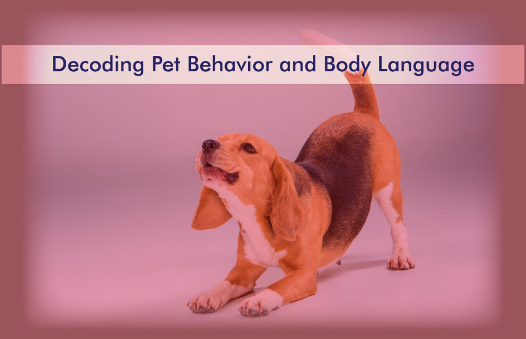 Understanding Pet Behavior: Decoding Body Language